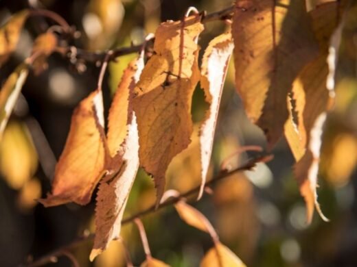Are Cherry Tree Roots Invasive (Will They Cause Damage)? – Couch to ...