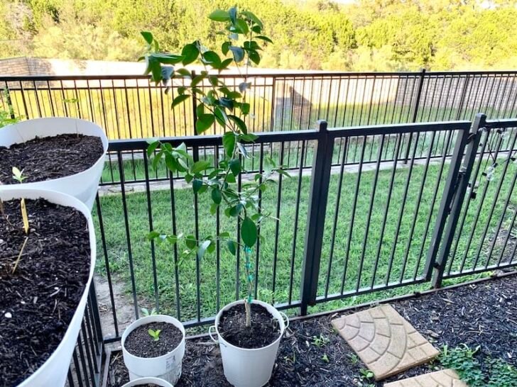 Do Citrus Trees Like Acidic Soil? (Answered) – Couch to Homestead