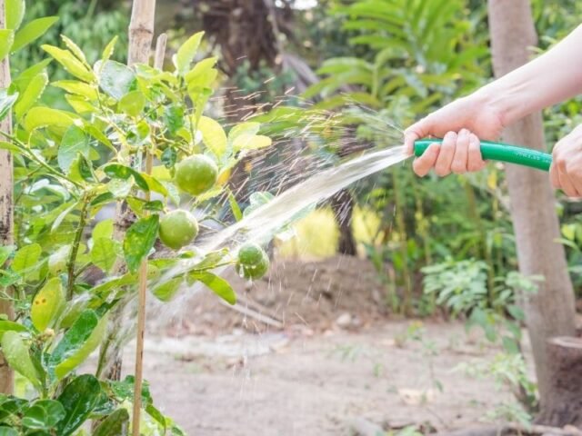10 Expert Tips for Watering Fruit Trees – Couch to Homestead