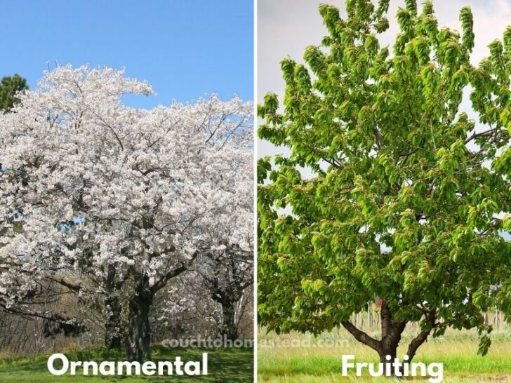 6 Reasons Why Cherry Trees Won’t Fruit (and How To Fix It) – Couch to ...