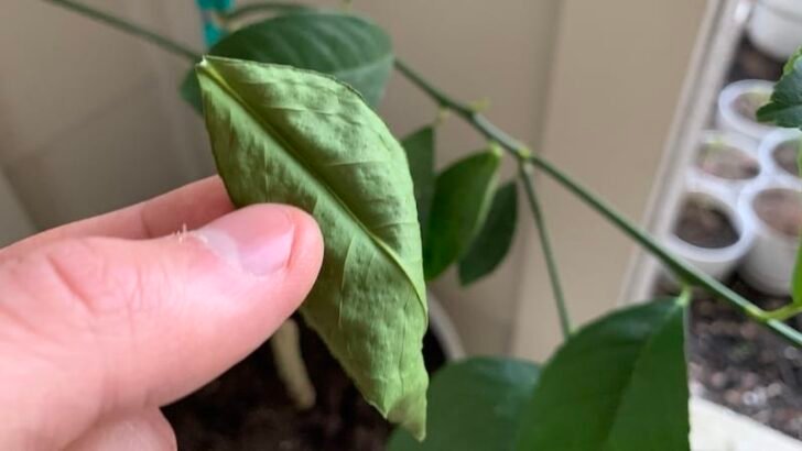 Do Citrus Trees Like Acidic Soil? (Answered) – Couch to Homestead