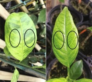 3 Quick Steps To Revive a Dying Citrus Tree – Couch to Homestead