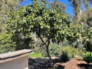 Orange Tree Not Fruiting? Try These 5 Tips – Couch to Homestead
