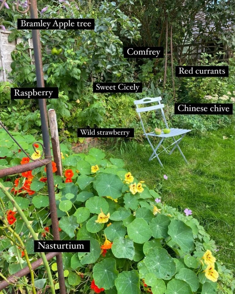 The 10 Best Companion Plants for Fruit Trees – Couch to Homestead