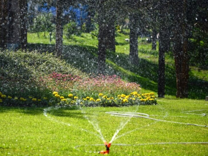 10 Expert Tips for Watering Fruit Trees – Couch to Homestead