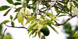 3 Quick Steps To Revive a Dying Avocado Tree – Couch to Homestead