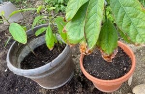 3 Quick Steps To Revive a Dying Avocado Tree – Couch to Homestead