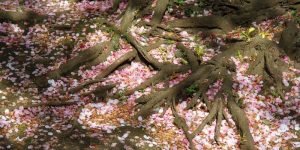 Are Cherry Tree Roots Invasive (Will They Cause Damage)? – Couch to ...
