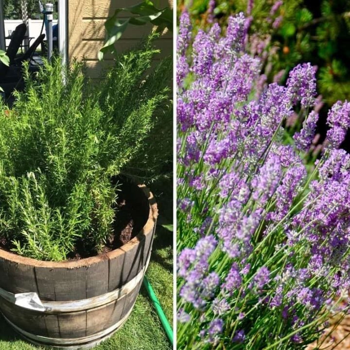 The 10 Best Companion Plants for Fruit Trees – Couch to Homestead