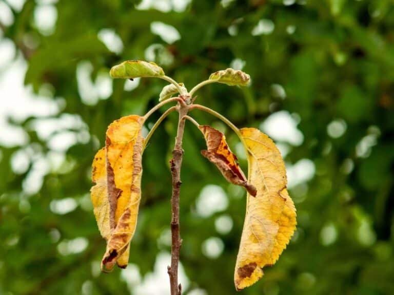 6 Reasons Apple Trees Get Yellow Leaves (& How to Fix It) – Couch to ...