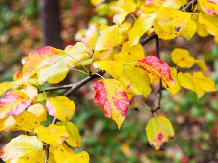 How To Revive a Dying Fruit Tree: 3 Quick Steps – Couch to Homestead