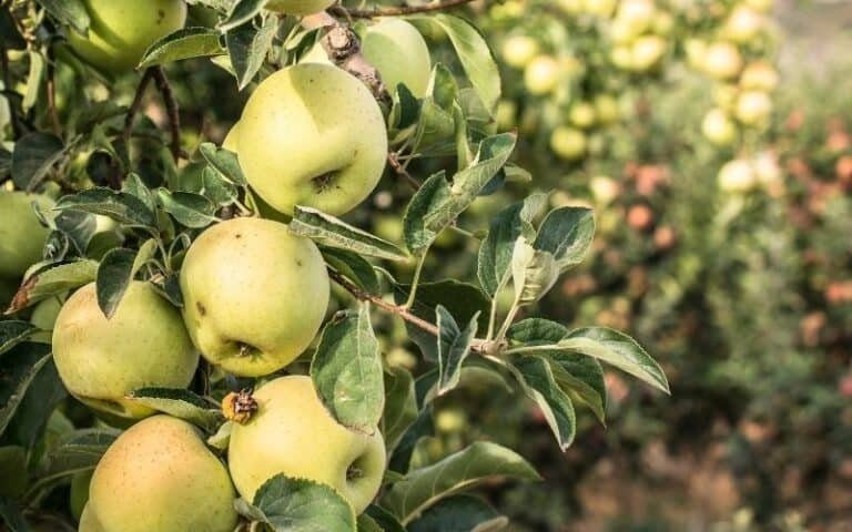 How to Fix Curled Leaves on Apple Trees (6 Causes & Fixes) – Couch to ...