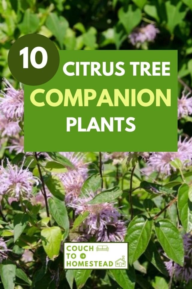 The 10 Best Companion Plants for Citrus Trees – Couch to Homestead
