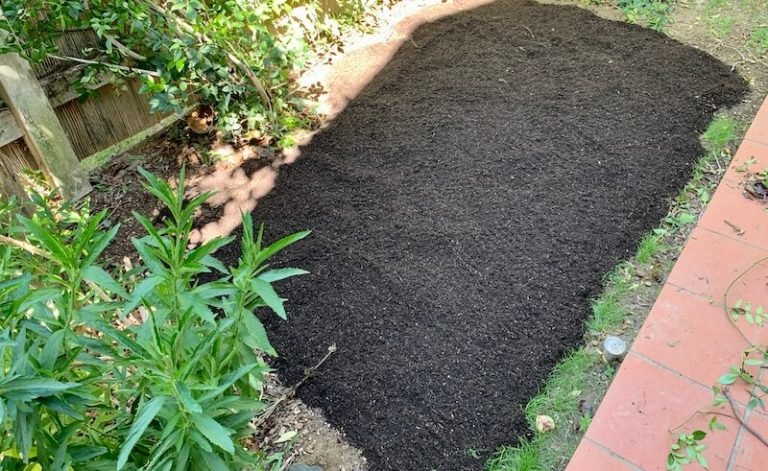 3 Quick Steps To Revive a Dying Citrus Tree – Couch to Homestead