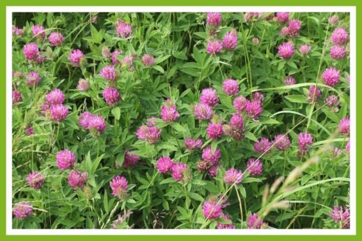 The 10 Best Companion Plants for Citrus Trees – Couch to Homestead