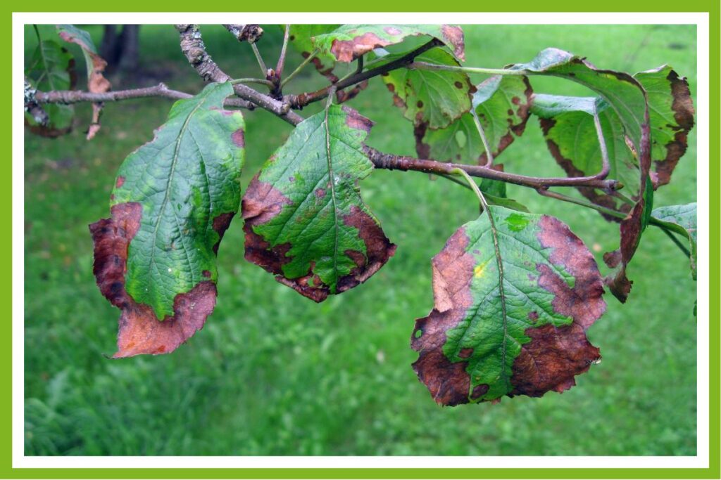 Apple Tree Leaves Curling And Turning Brown Uk Alline Mattison