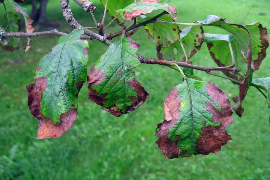 Why Apple Tree Leaves Droop (and How To Fix It) – Couch to Homestead