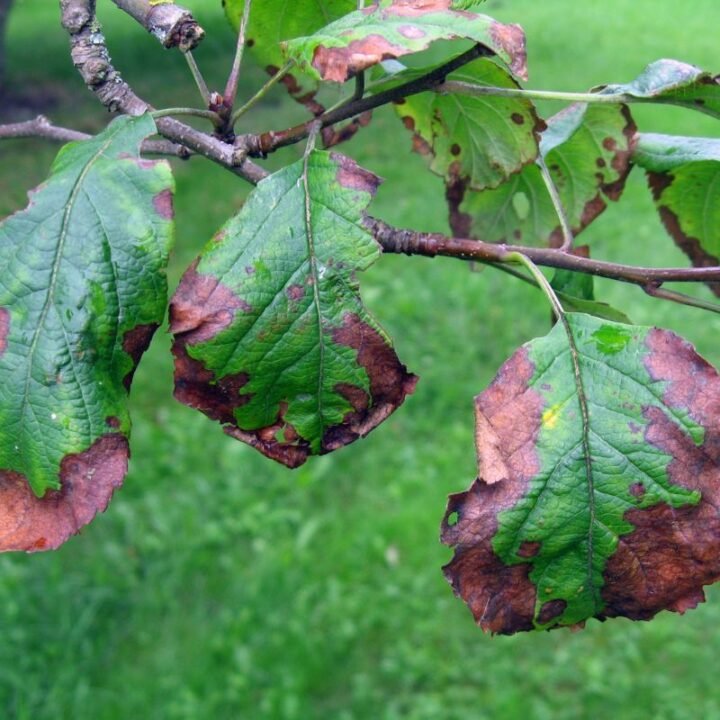 Why Apple Tree Leaves Turn Brown (and How To Fix It) – Couch to Homestead