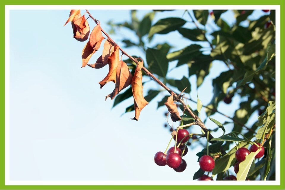 3 Quick Steps To Revive a Dying Cherry Tree – Couch to Homestead
