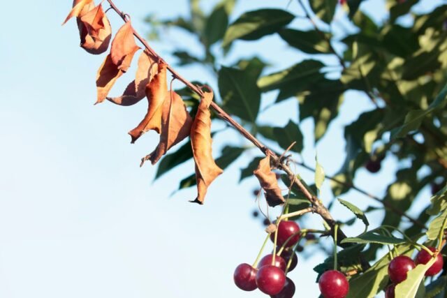 6 Reasons Why Cherry Trees Won’t Fruit (and How To Fix It) – Couch to ...