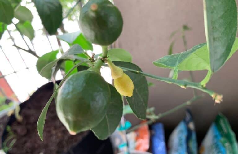 Why Citrus Trees Drop Fruit (and How To Fix It) – Couch to Homestead