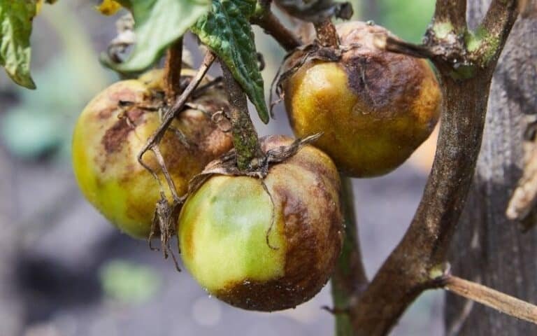 How To Revive a Dying Fruit Tree: 3 Quick Steps – Couch to Homestead