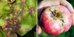3 Quick Steps To Revive a Dying Apple Tree – Couch to Homestead