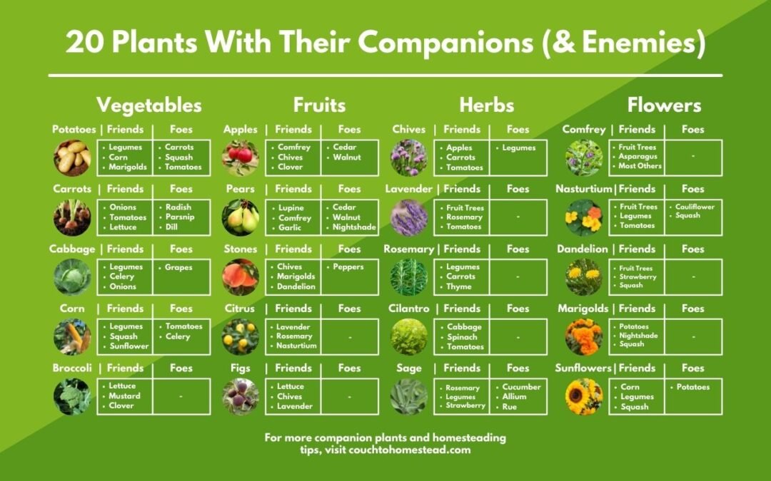 The Top 10 Companion Plants For Mulberry Trees – Couch to Homestead