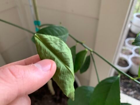 7 Reasons Lemon Trees Drop Their Leaves (& How To Fix It) – Couch to ...