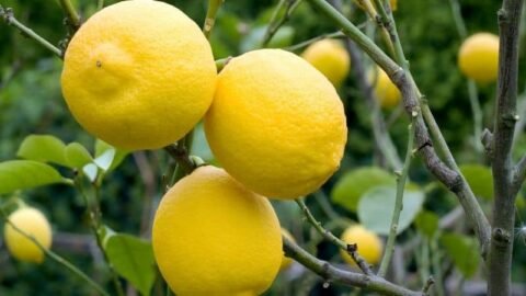 Why Lemon Trees Won’t Fruit (and 5 Ways To Fix It) – Couch to Homestead