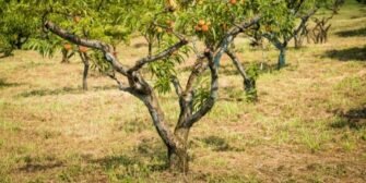 How To Revive a Dying Peach Tree (3 Quick Steps) – Couch to Homestead