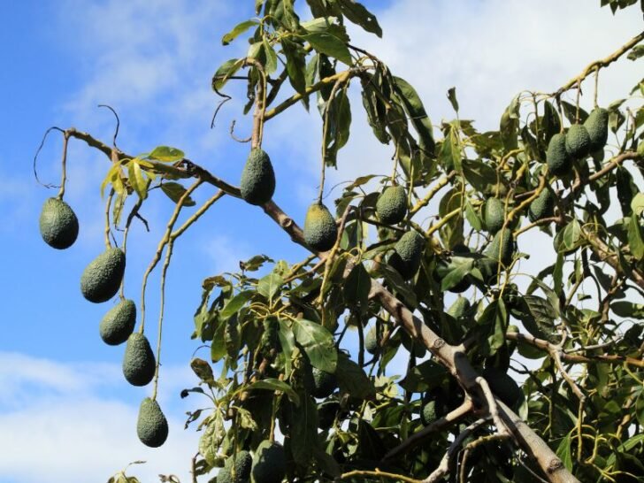 How To Revive a Dying Fruit Tree: 3 Quick Steps – Couch to Homestead