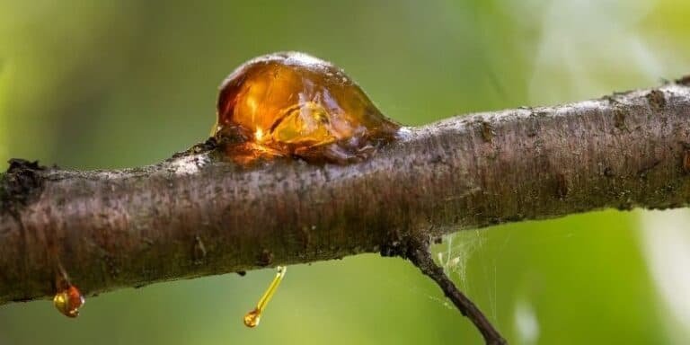 How To Revive a Dying Fruit Tree: 3 Quick Steps – Couch to Homestead