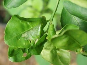 3 Quick Steps To Revive a Dying Citrus Tree – Couch to Homestead