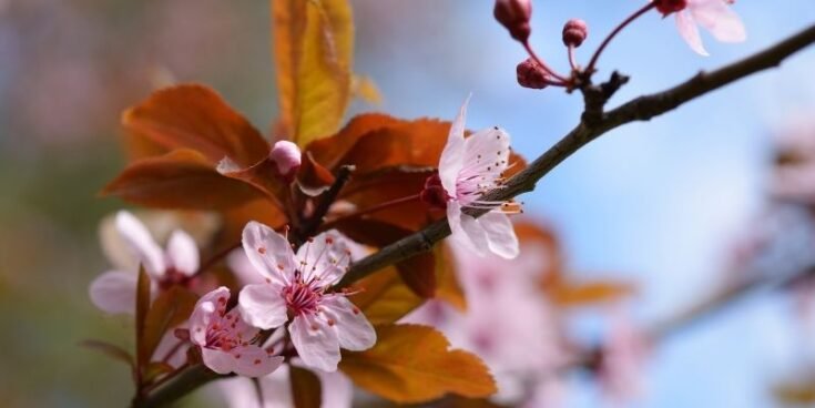 Are Cherry Tree Roots Invasive (Will They Cause Damage)? – Couch to ...