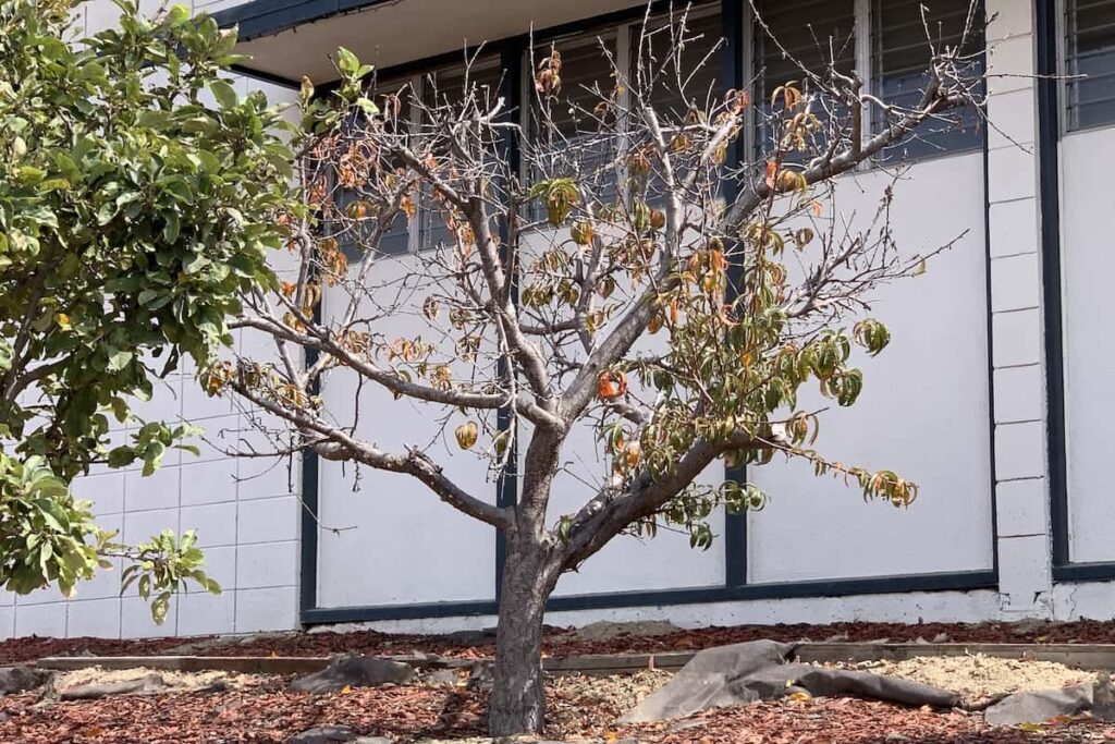How To Revive A Dying Fruit Tree 3 Quick Steps Couch To Homestead