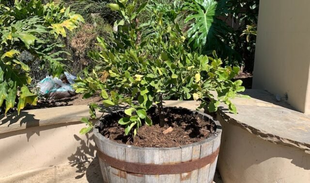 How To Revive a Dying Fruit Tree: 3 Quick Steps – Couch to Homestead