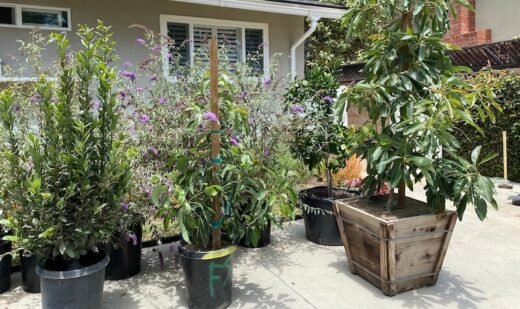 Are Fruit Tree Roots Invasive (Will They Cause Damage)? – Couch to ...