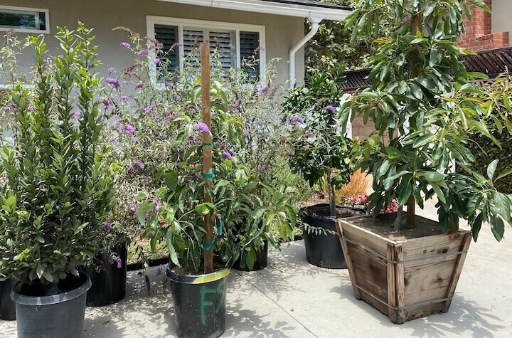 When to Plant Fruit Trees: Spring vs Fall? (Answered) – Couch to Homestead