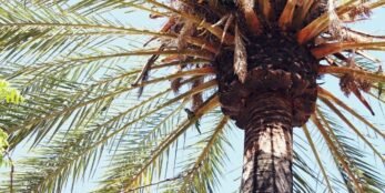 How To Revive a Dying Fruit Tree: 3 Quick Steps – Couch to Homestead