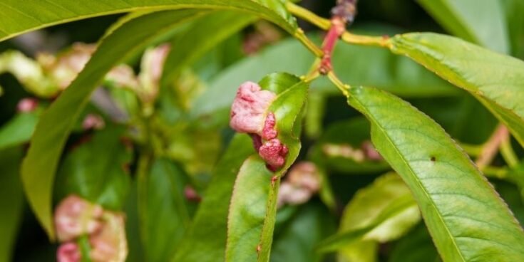 How To Revive a Dying Peach Tree (3 Quick Steps) – Couch to Homestead