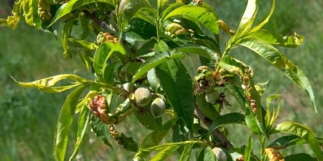 How To Revive a Dying Peach Tree (3 Quick Steps) – Couch to Homestead