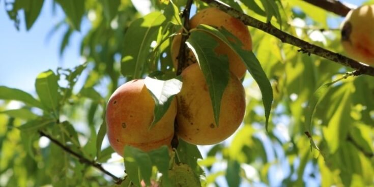 How To Revive a Dying Fruit Tree: 3 Quick Steps – Couch to Homestead