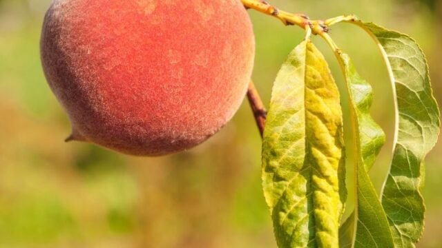 Are Peach Tree Roots Invasive and Damaging? – Couch to Homestead