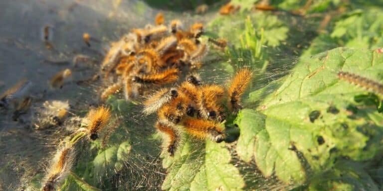 How To Revive a Dying Fruit Tree: 3 Quick Steps – Couch to Homestead
