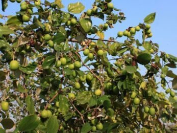 The Top 30 Drought-Tolerant Fruit Trees (Ranked) – Couch to Homestead