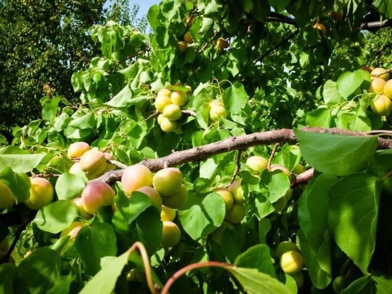 The Top 30 Drought-Tolerant Fruit Trees (Ranked) – Couch to Homestead