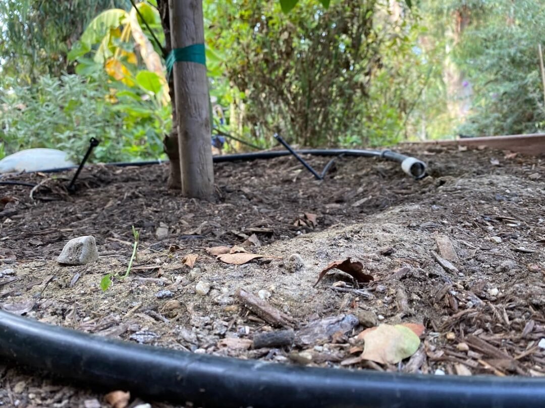 10 Expert Tips for Watering Fruit Trees – Couch to Homestead