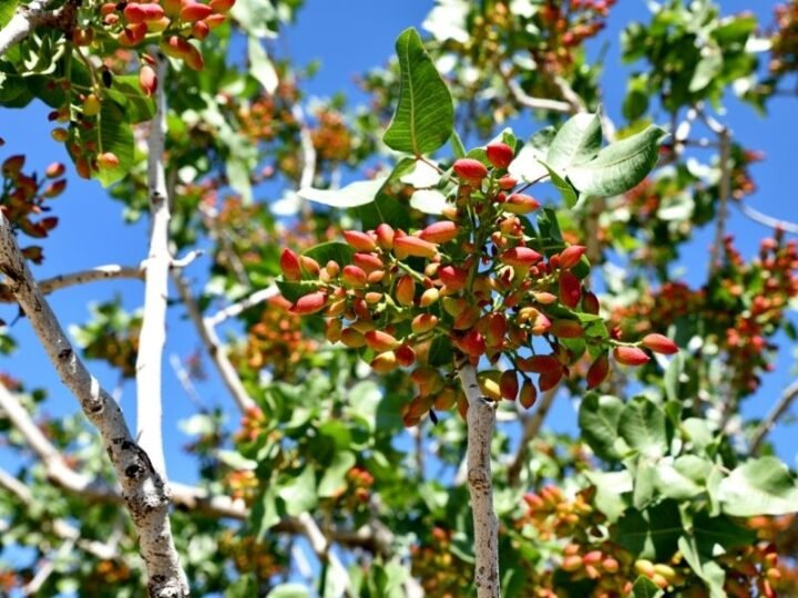 The Top 30 Drought-Tolerant Fruit Trees (Ranked) – Couch to Homestead