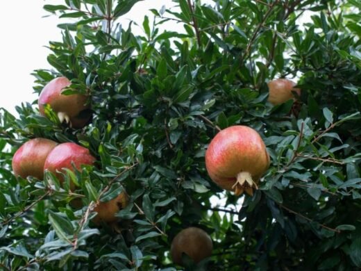 The Top 30 Drought-Tolerant Fruit Trees (Ranked) – Couch to Homestead